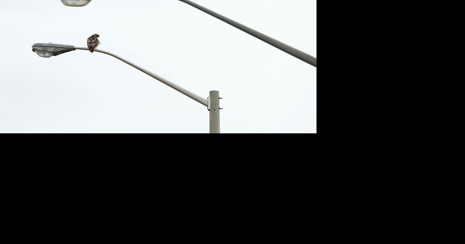 Halton Region making the switch to LED streetlights