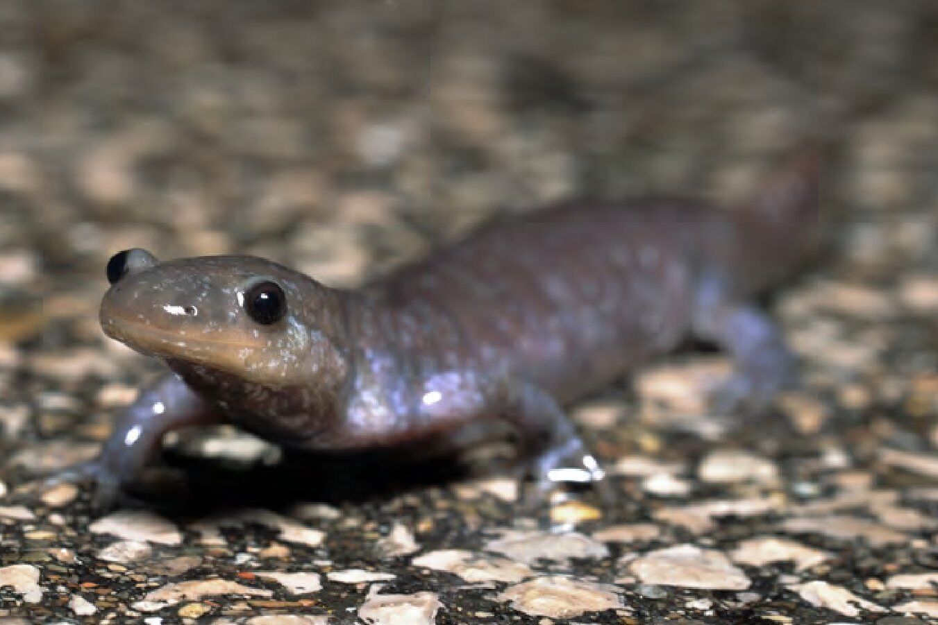 Burlington road closure for endangered salamander crossing