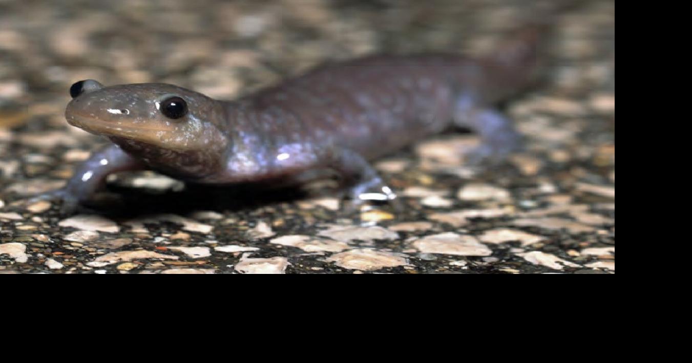Burlington road closure for endangered salamander crossing