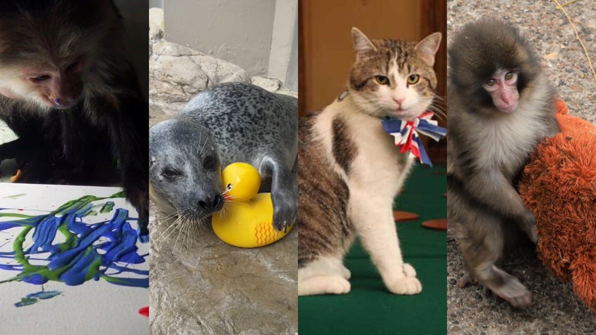 Viral Animal Influencers: Ikea Monkey, Pockets Warhol & More