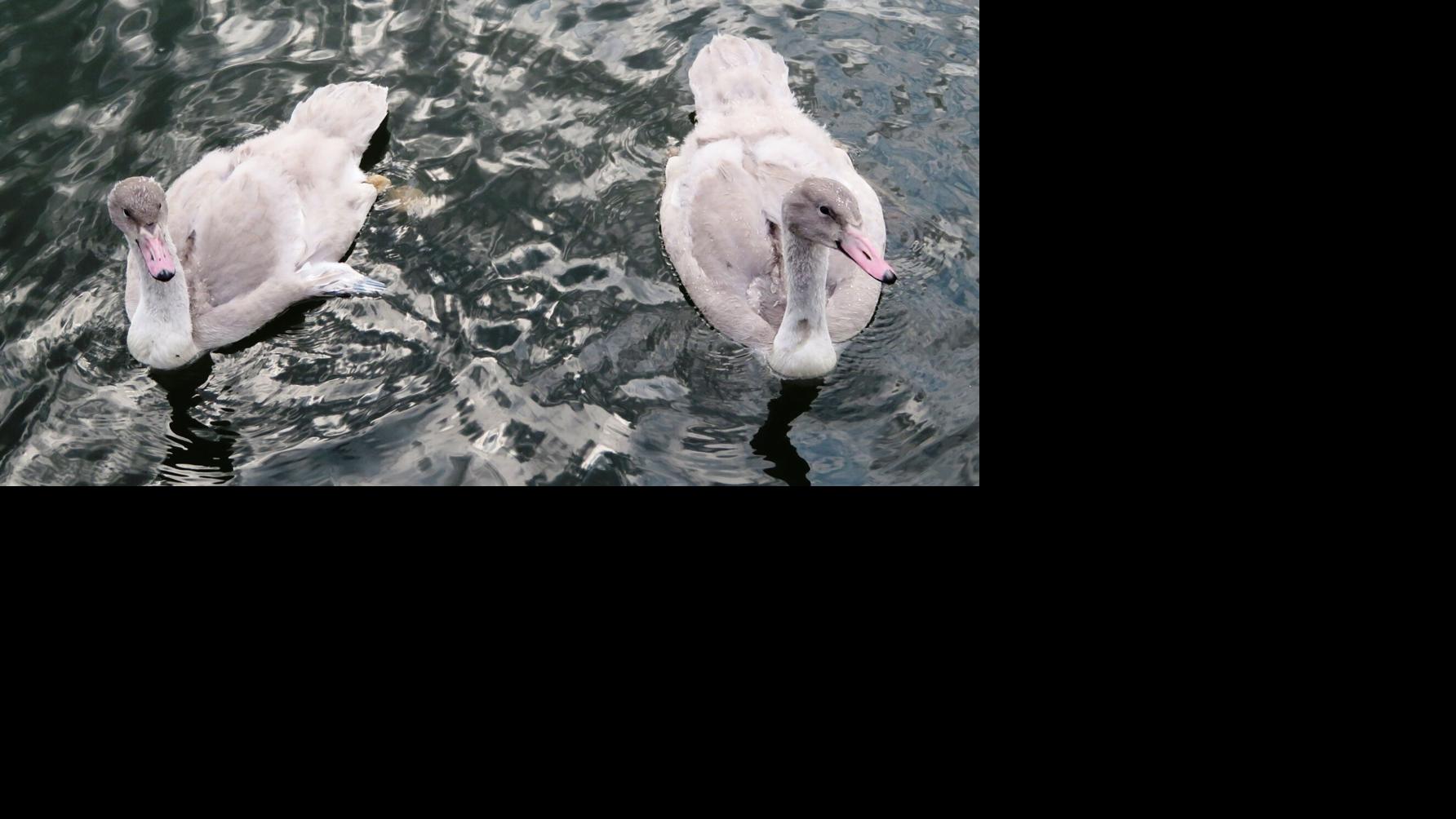 A deformity called ‘angel wings’ is crippling Ontario birds