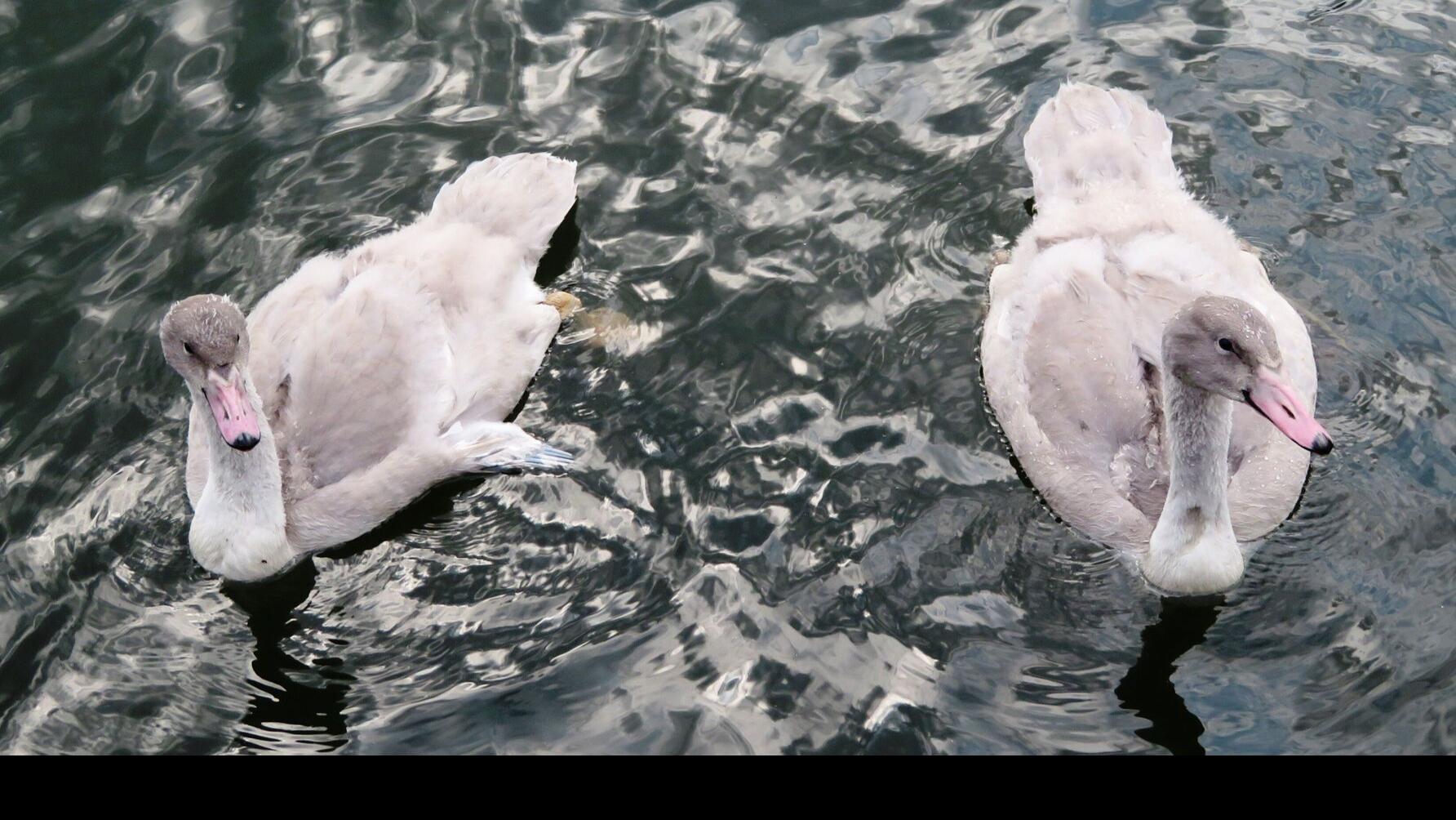A deformity called ‘angel wings’ is crippling Ontario birds