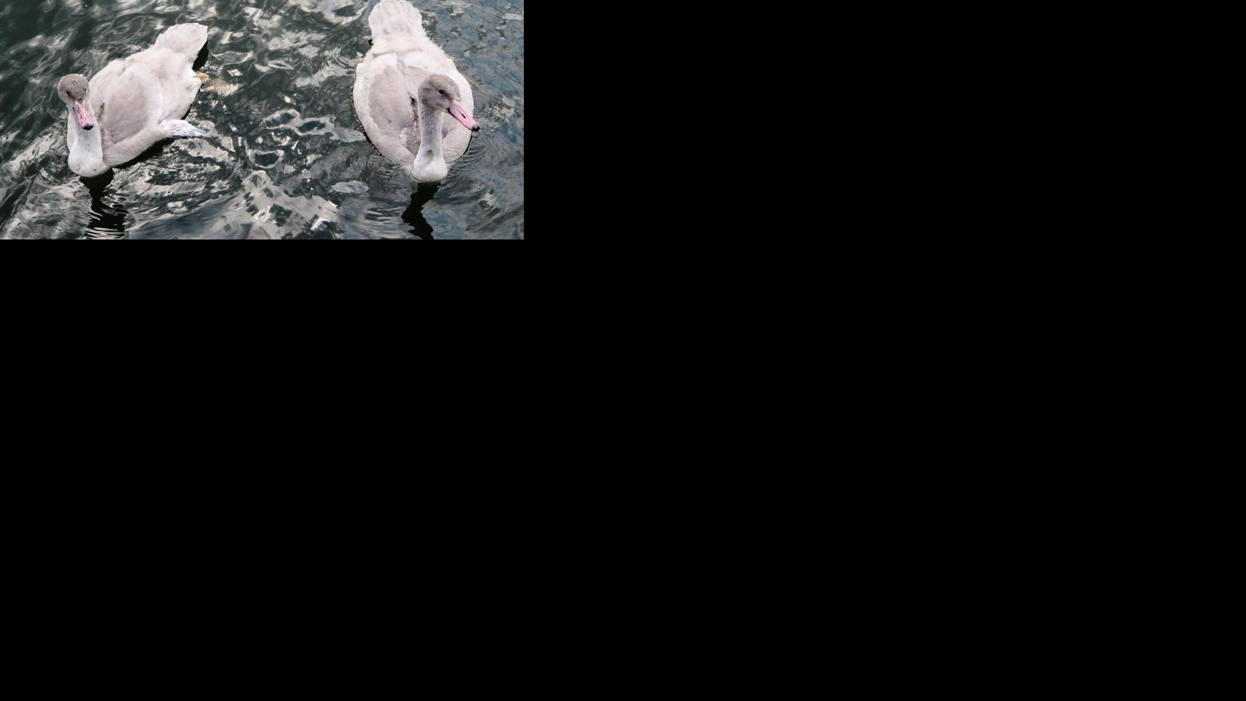 A deformity called ‘angel wings’ is crippling Ontario birds