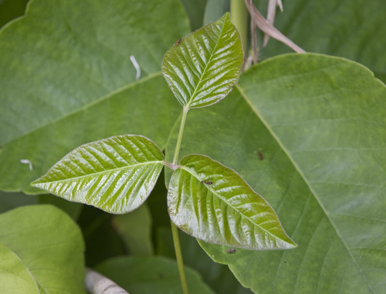 What does poison ivy look like in Ontario?