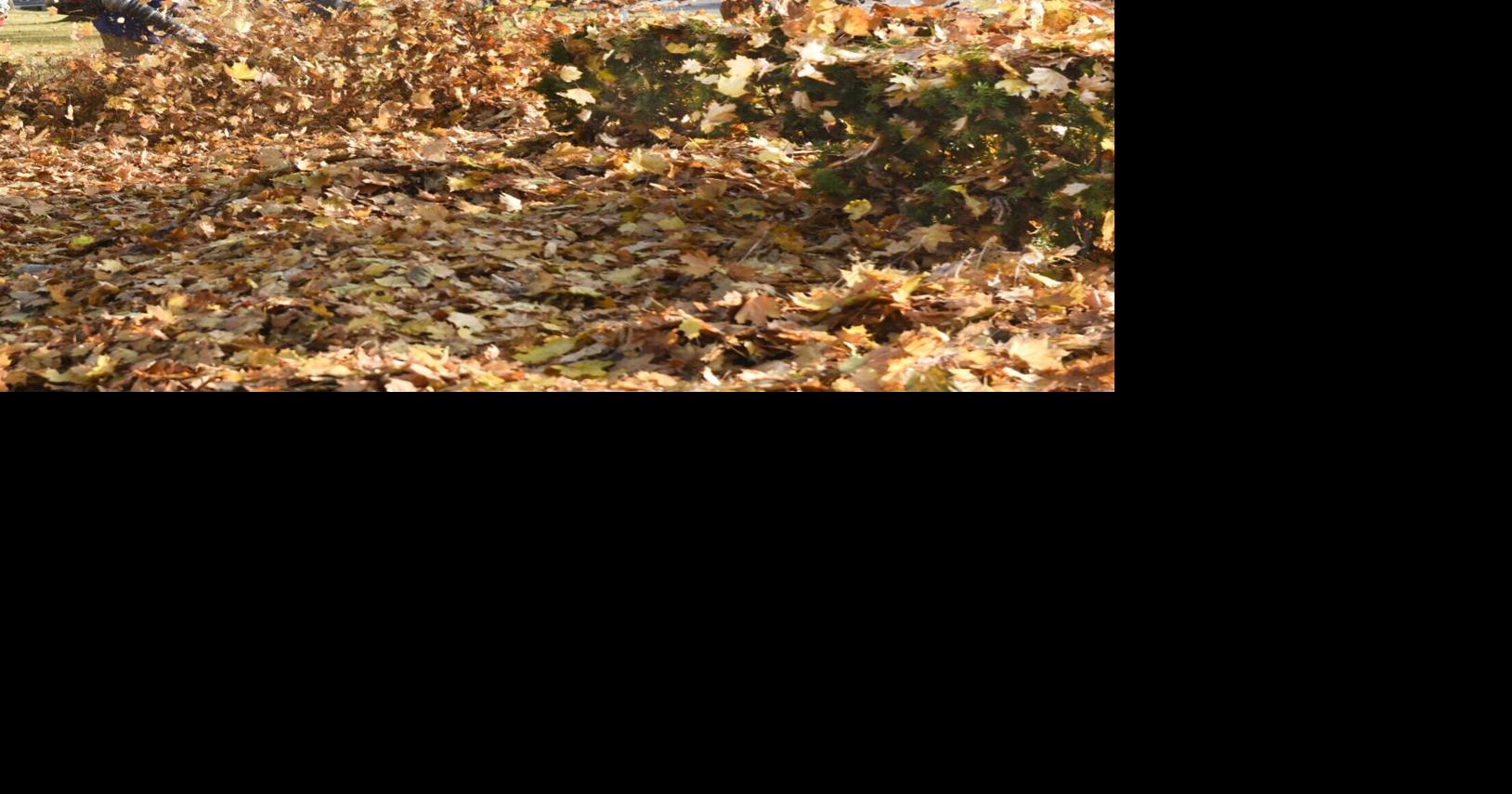 Oakville’s loose leaf collection program begins Oct. 28