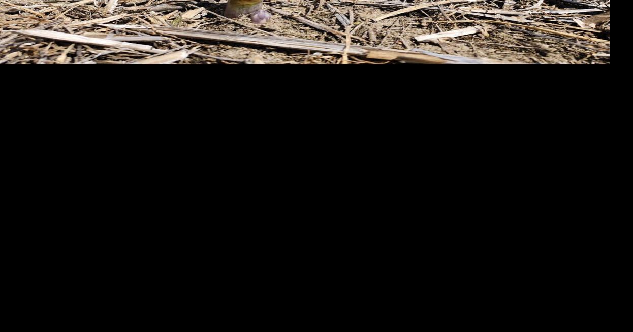 Great spring so far for Ontario’s asparagus, rhubarb crops