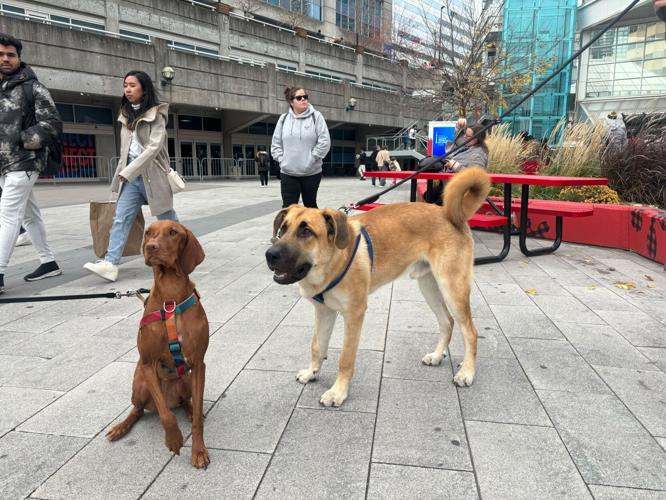 Rover reveals top Canadian dog and cat names in 2024