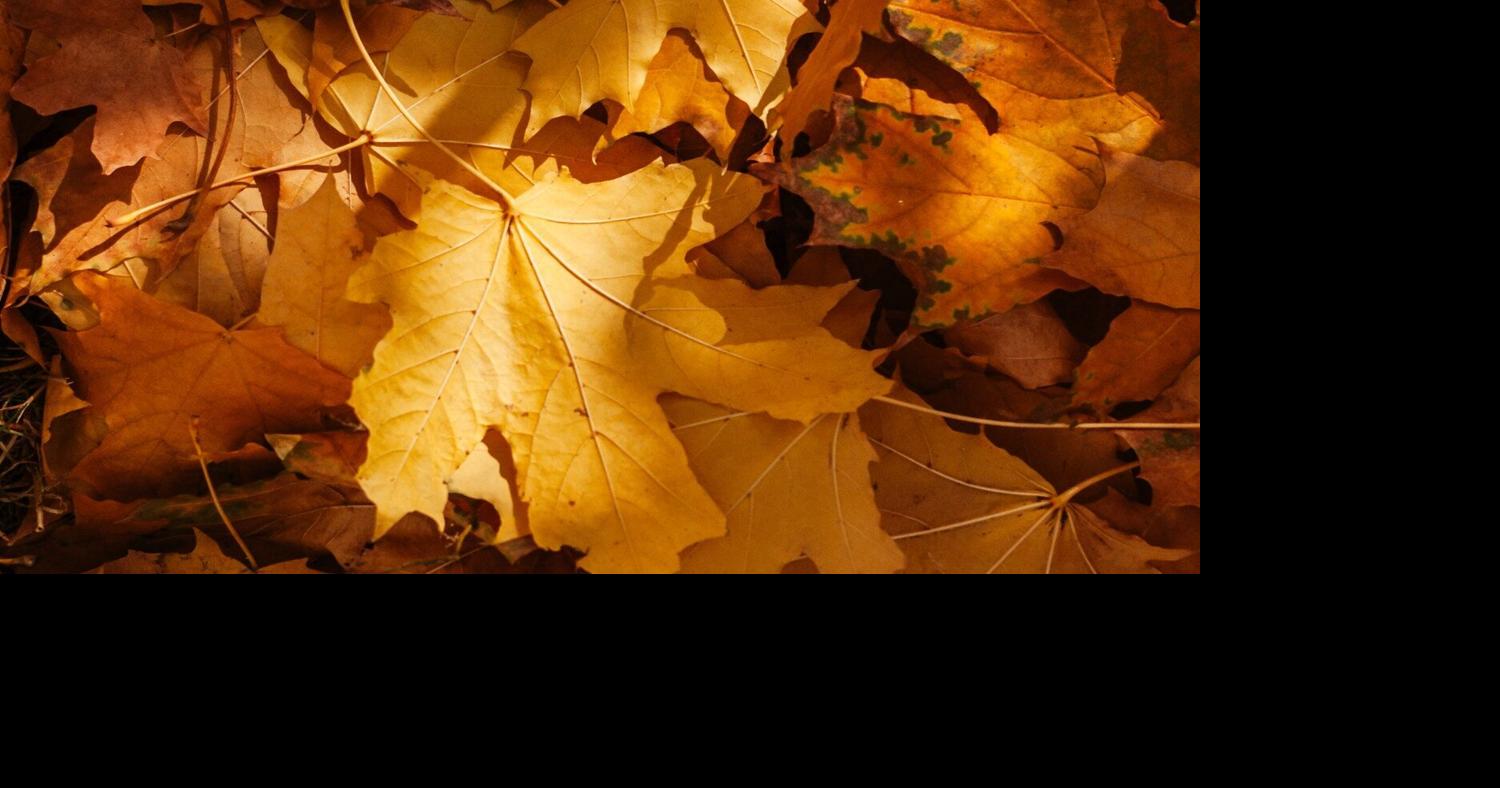 City of Waterloo leaf collection program starts Monday