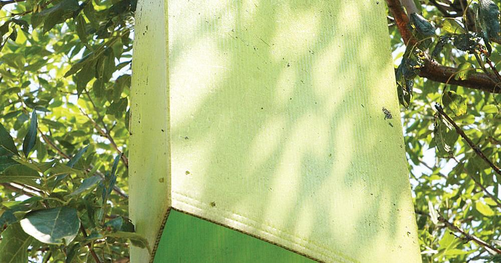 Traps for EAB research