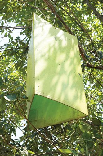 Traps for EAB research