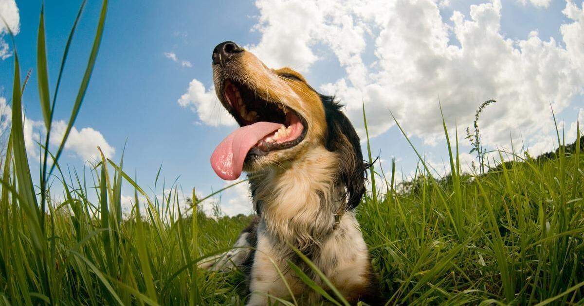 Heatstroke in dogs: Ontario vet breaks down the signs