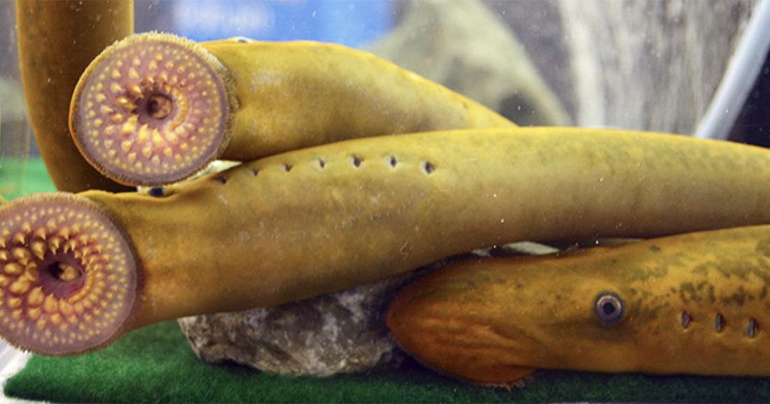 Vampire fish with razor sharp teeth in all 5 Great Lakes