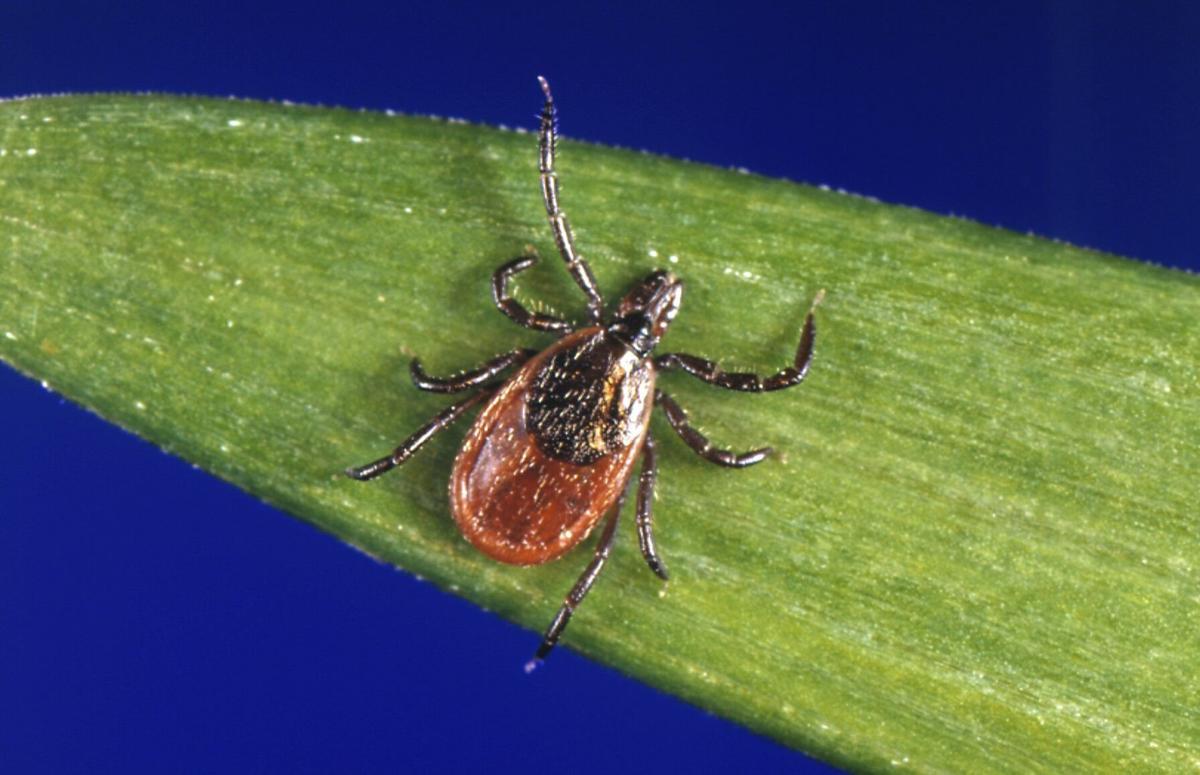 Risk low but real Christmas trees could be carrying ticks