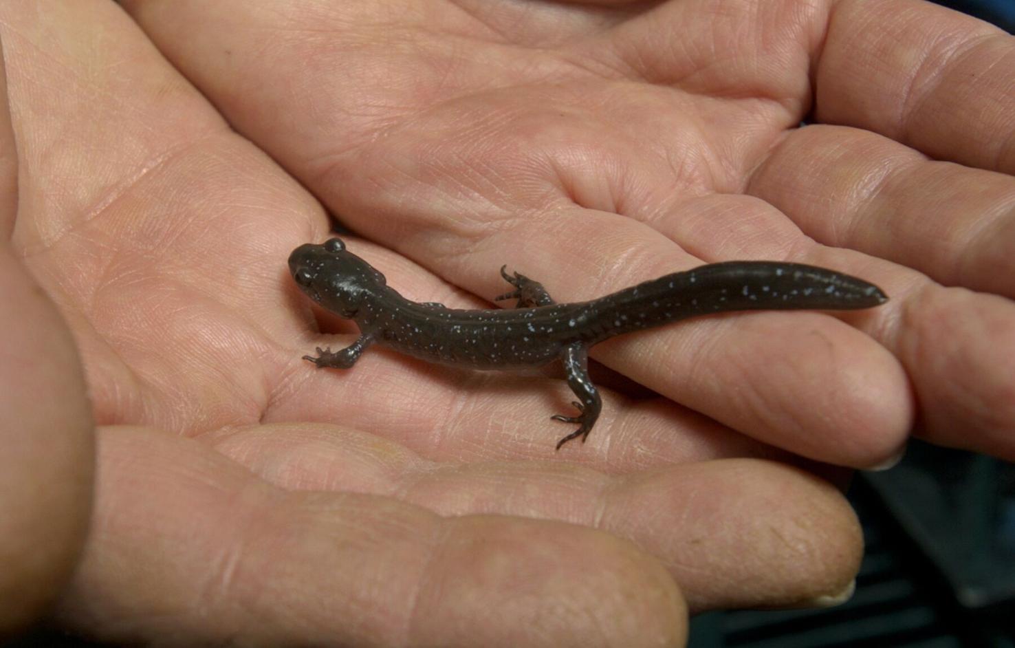 Burlington road closure for endangered salamander crossing