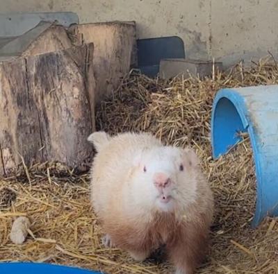 Will Wiarton Willie predict an early spring?