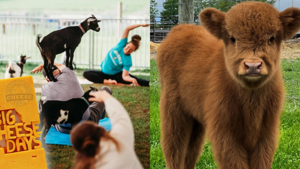 Ontario farm lets you meet mini cows, try goat yoga and more