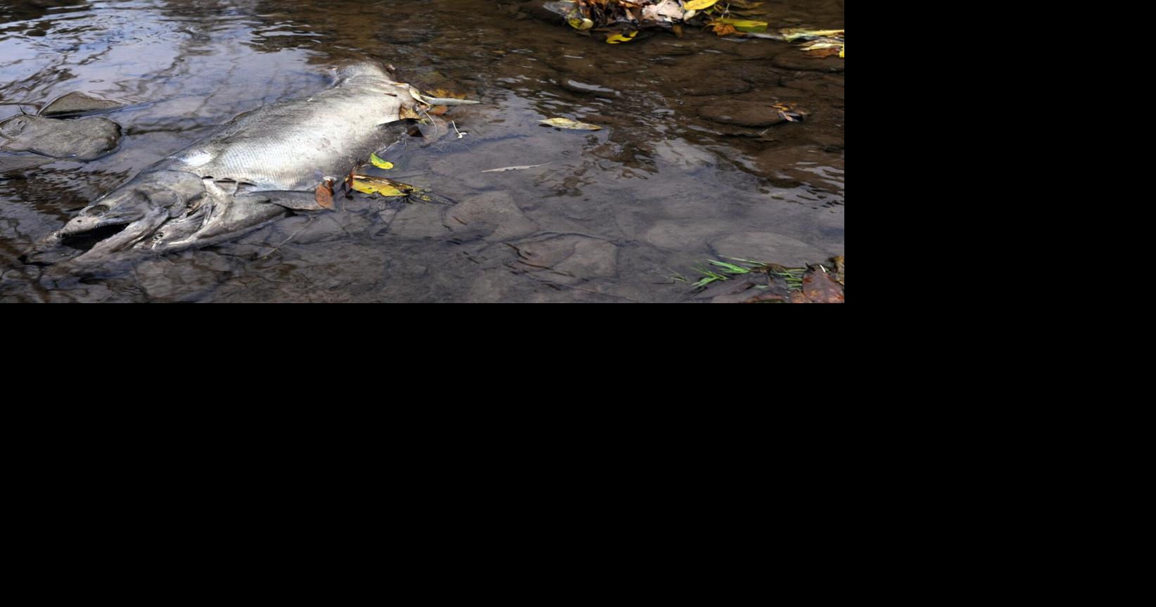 Province investigating dead salmon in Bronte