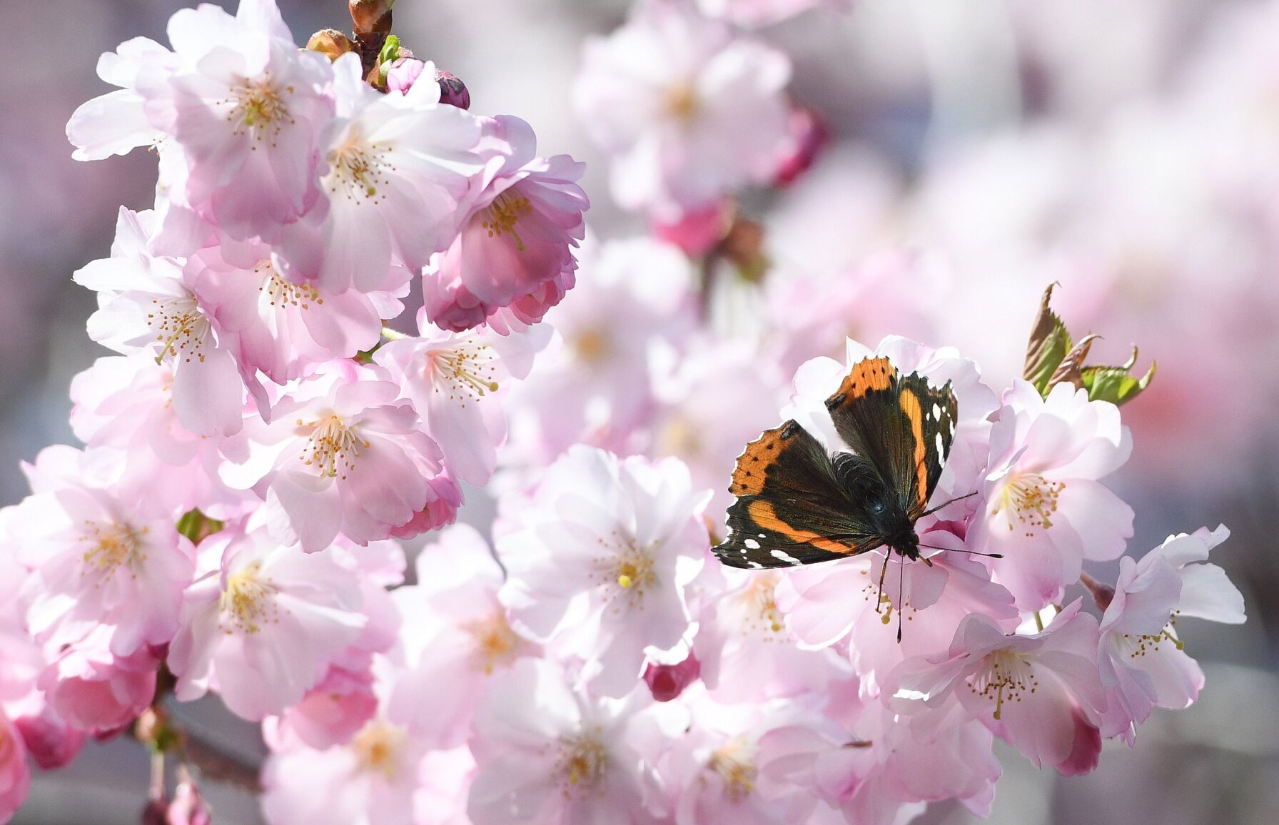 Ontario’s best spots to see cherry blossoms in peak bloom