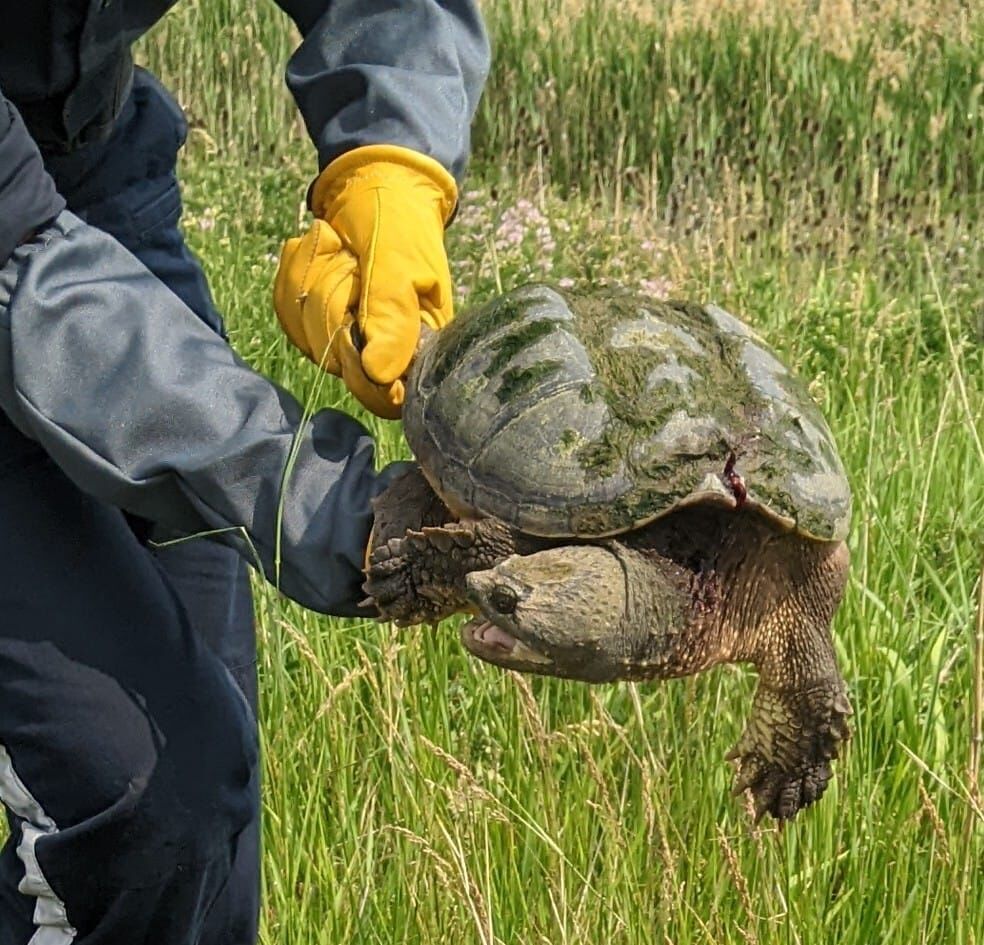 TURTLE RESCUE CAUGHT ON VIDEO, McDONALD'S MENU 'REFRESH': Stories you ...