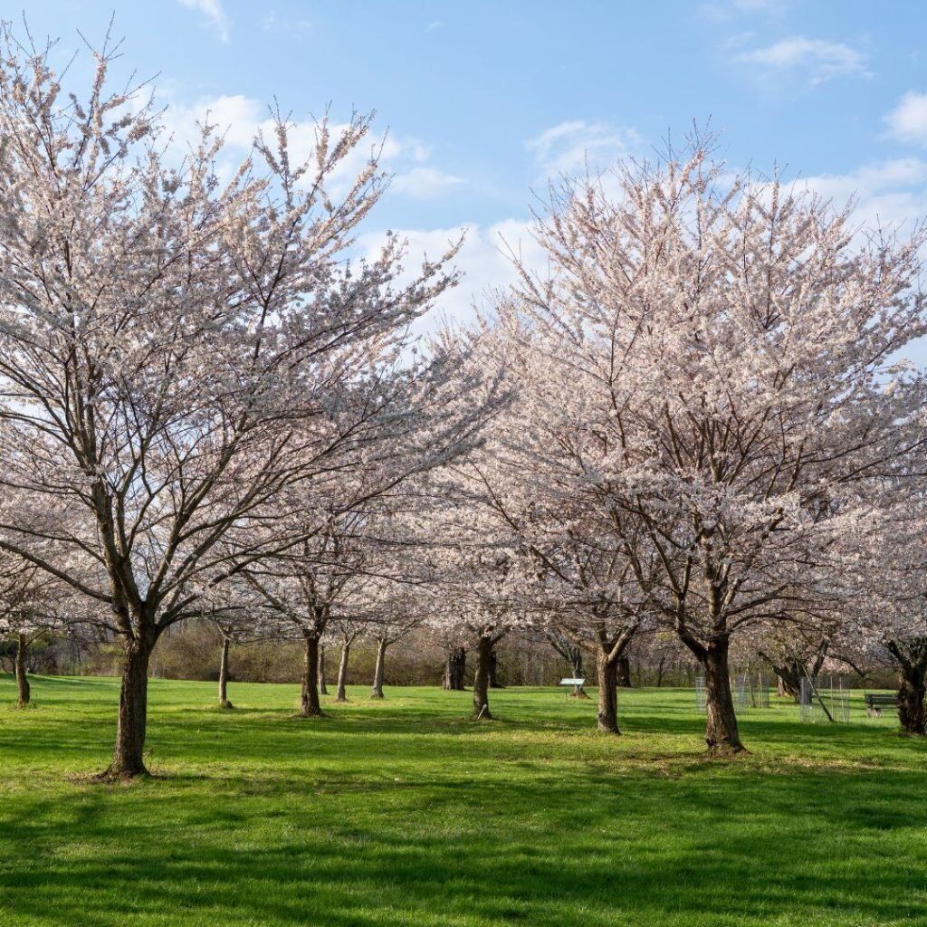 ‘Peak bloom’ for RBG cherry blossoms, star magnolias