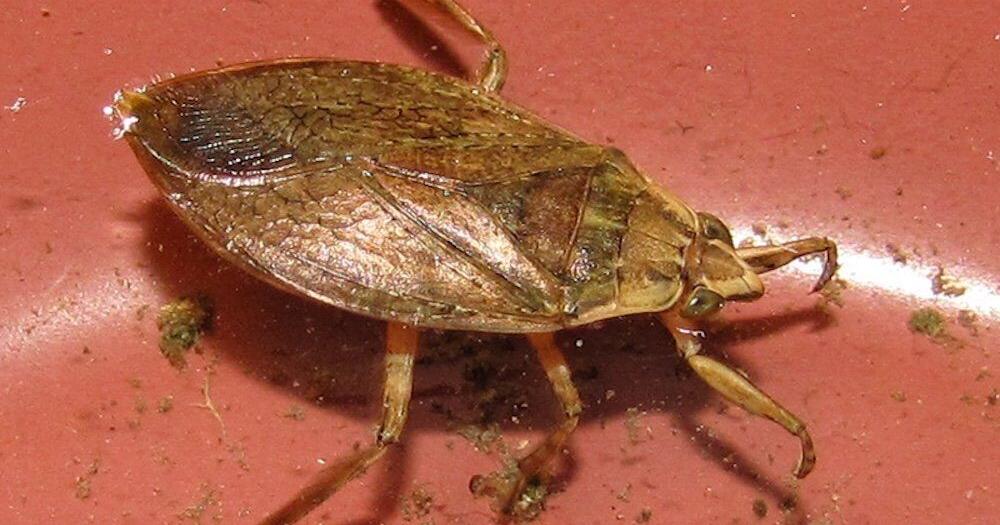 Giant Water Bugs in Ontario: What to Know About ‘Toe-Biters’
