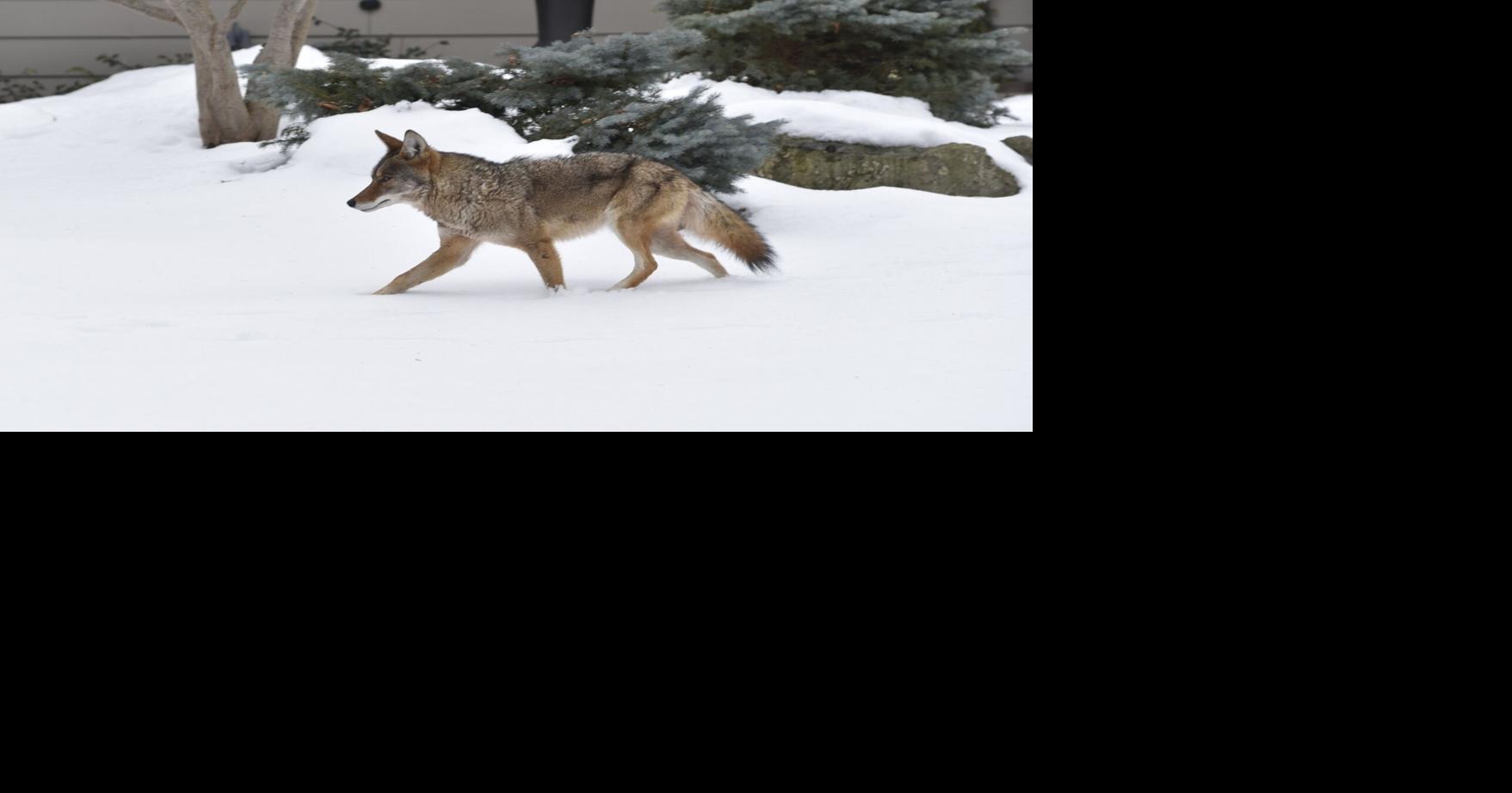 Oakville coyote information meeting to be held on March 19