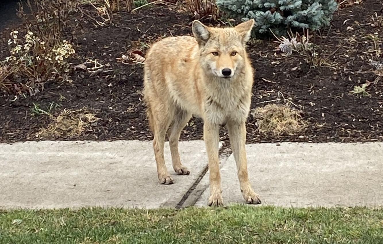 Coyote sighting in Oakville neighbourhood prompts warning