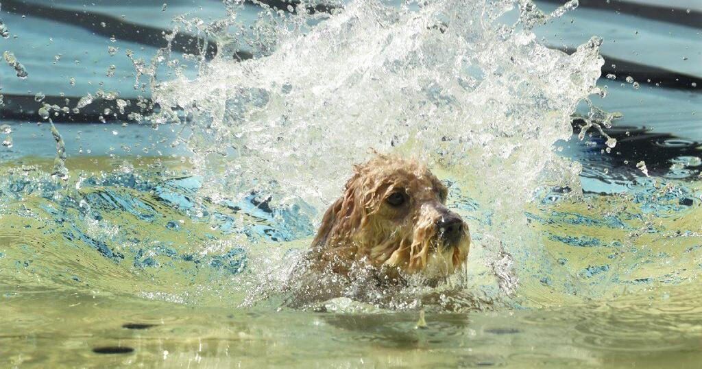 Dog owners invited to bring their pets for OMHS doggie dip
