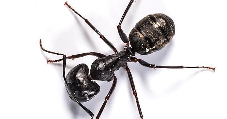 Why you shouldn’t ignore an ant infestation in Ontario