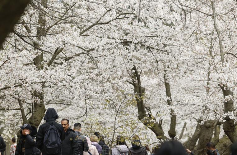 Where to see cherry blossoms in Ontario at peak bloom?