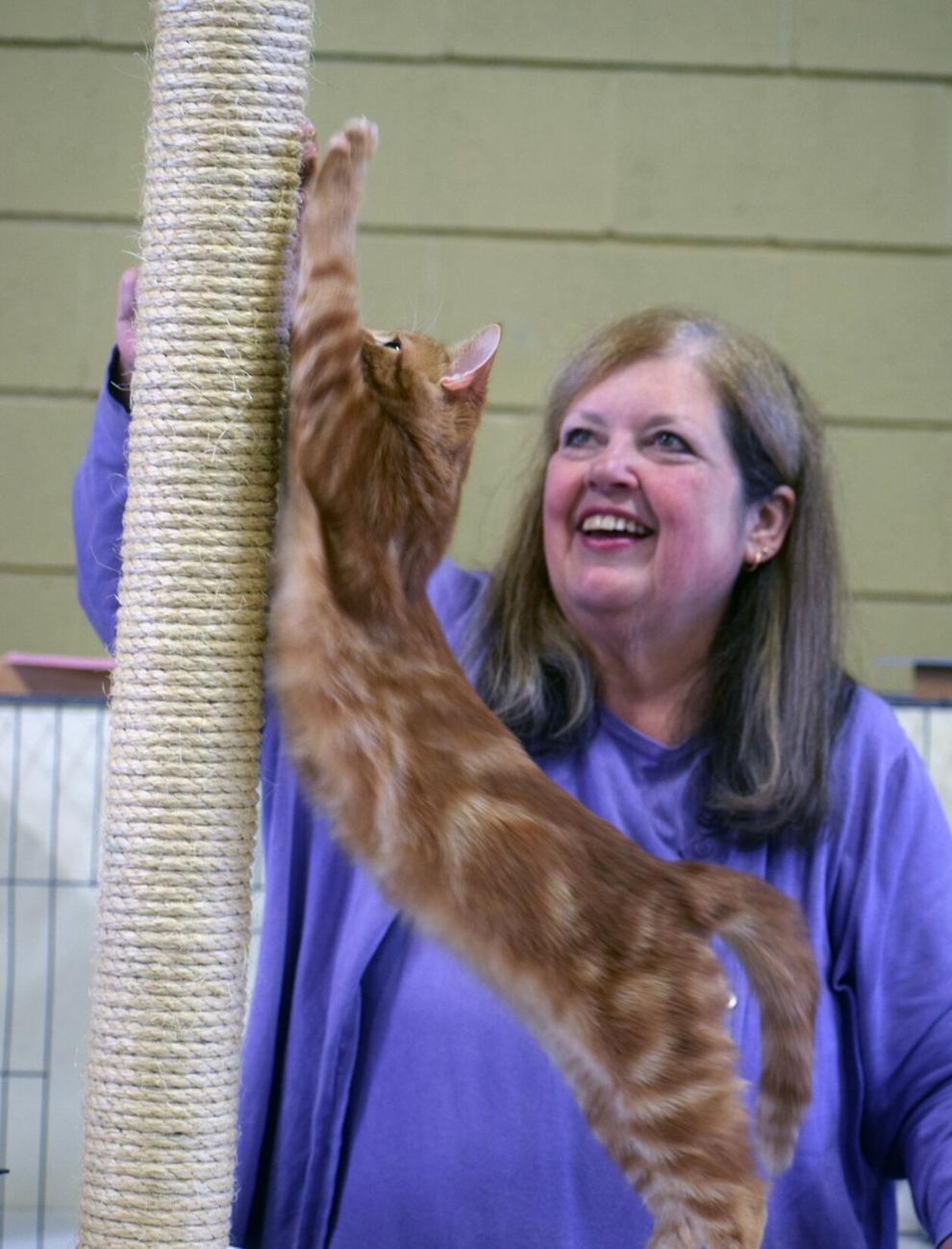 Massive cat show returns to this Ontario city this weekend
