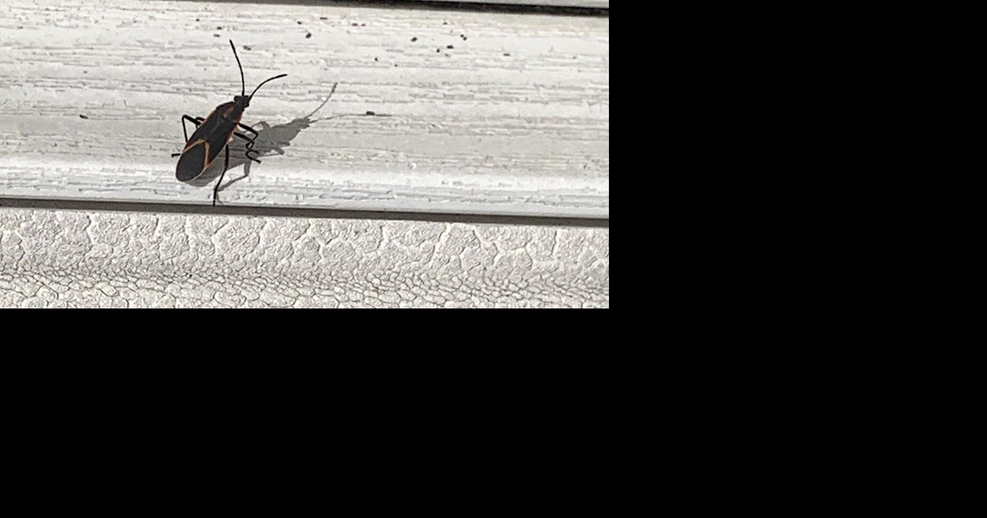 Bugs trying to get into Ontario homes — what are they?