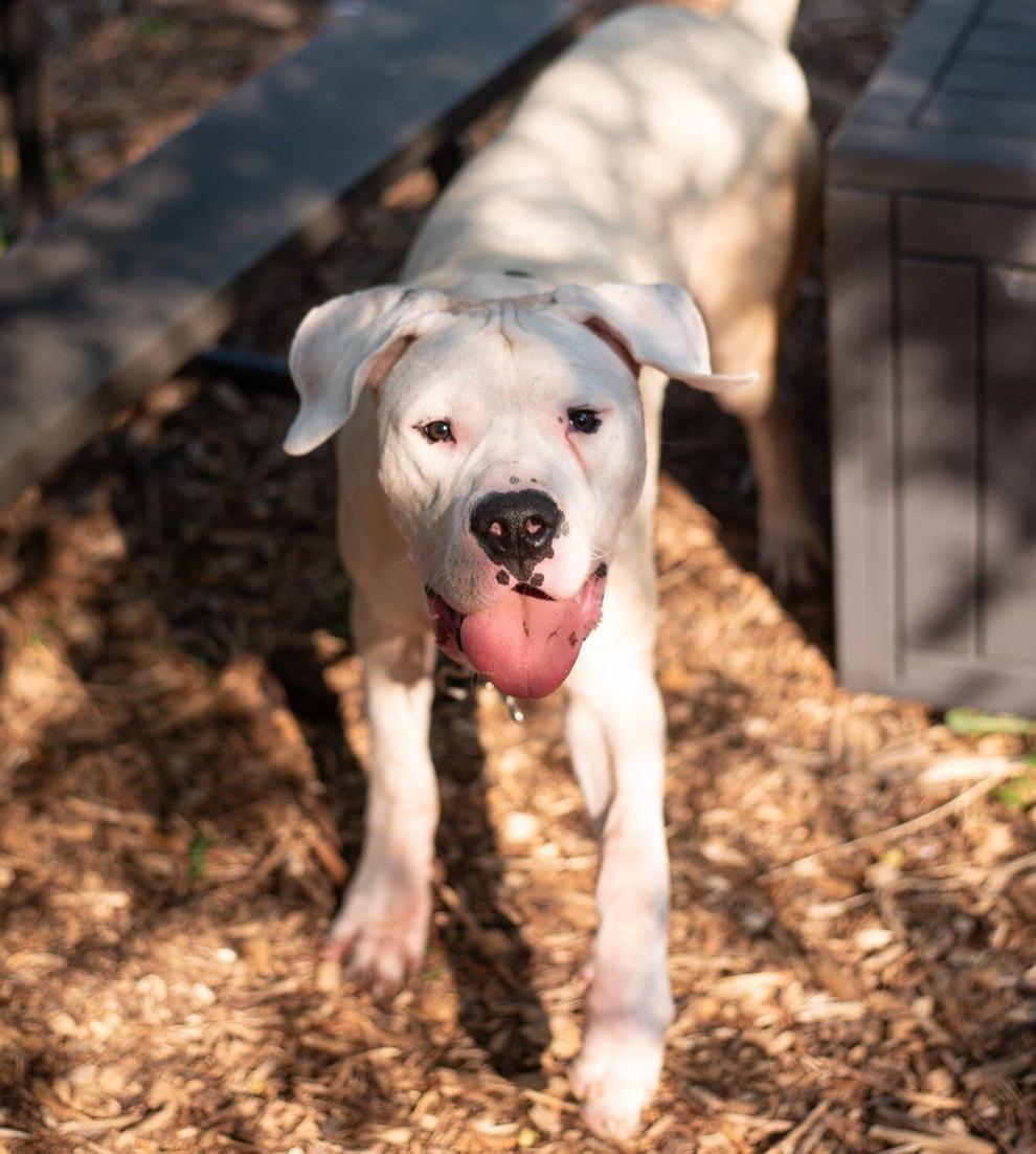 Oakville Milton Humane Society pup up for adoption