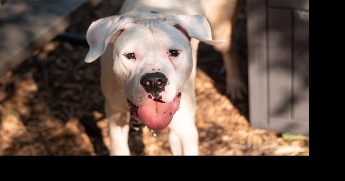 Oakville Milton Humane Society pup up for adoption