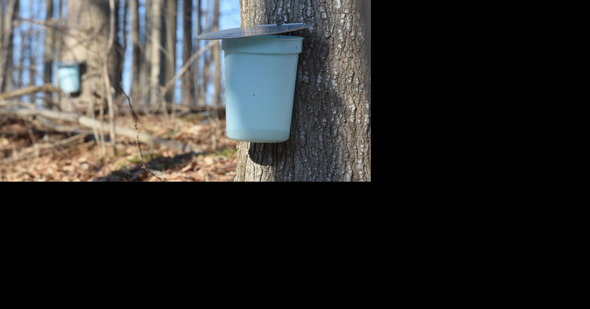 I make my own maple syrup at home. Here’s how you can, too