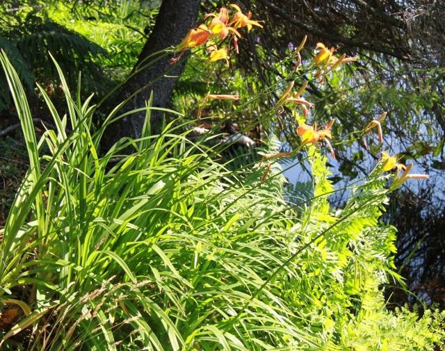 How to avoid buying invasive plants and what to grow instead