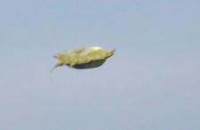 UFO reports increase in Ontario, Canada. Here’s what we know