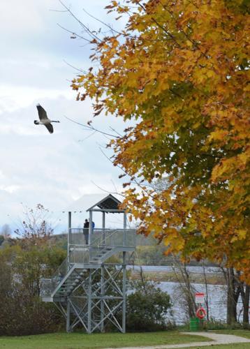 Beachway property owner wants councillor's home turned into bird ...