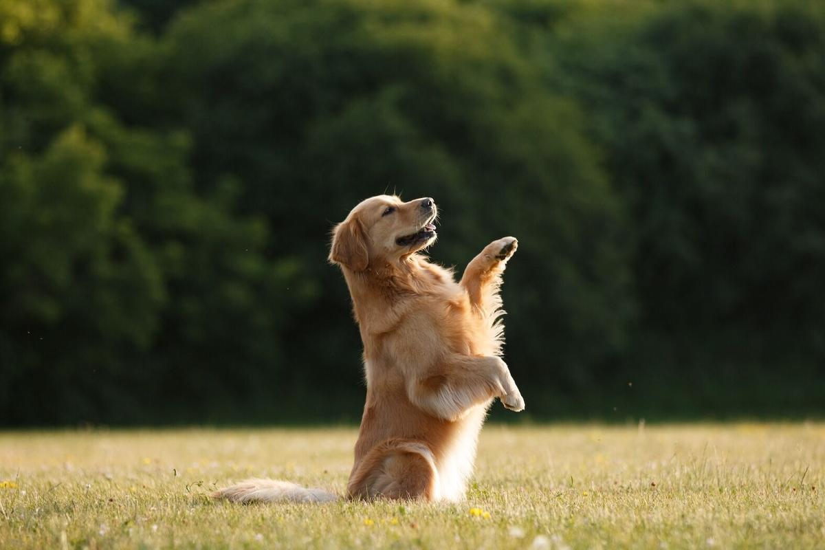 Canada’s Most Popular Dog Breeds 2026: CKC Top 10 List