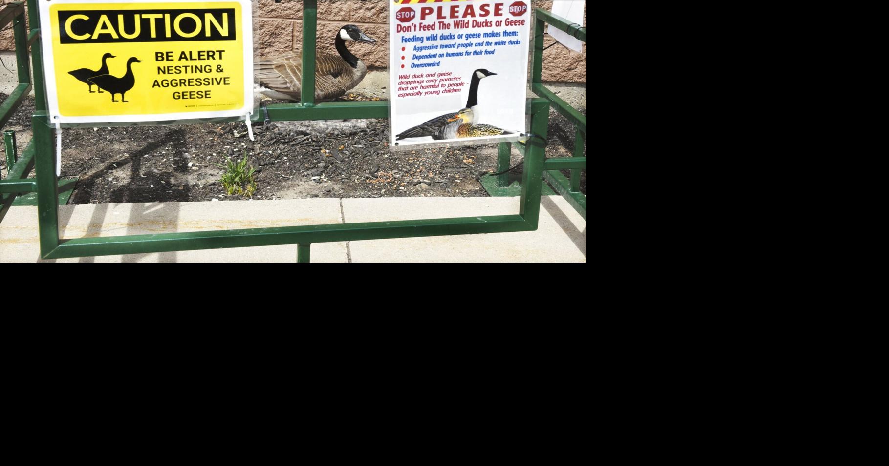 Aggressive geese attacking Ontario students