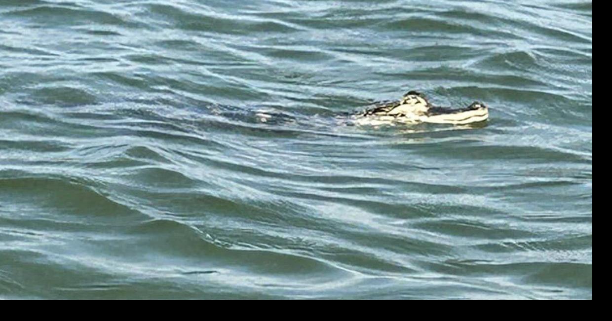 Could the Lake Erie alligator still be alive?