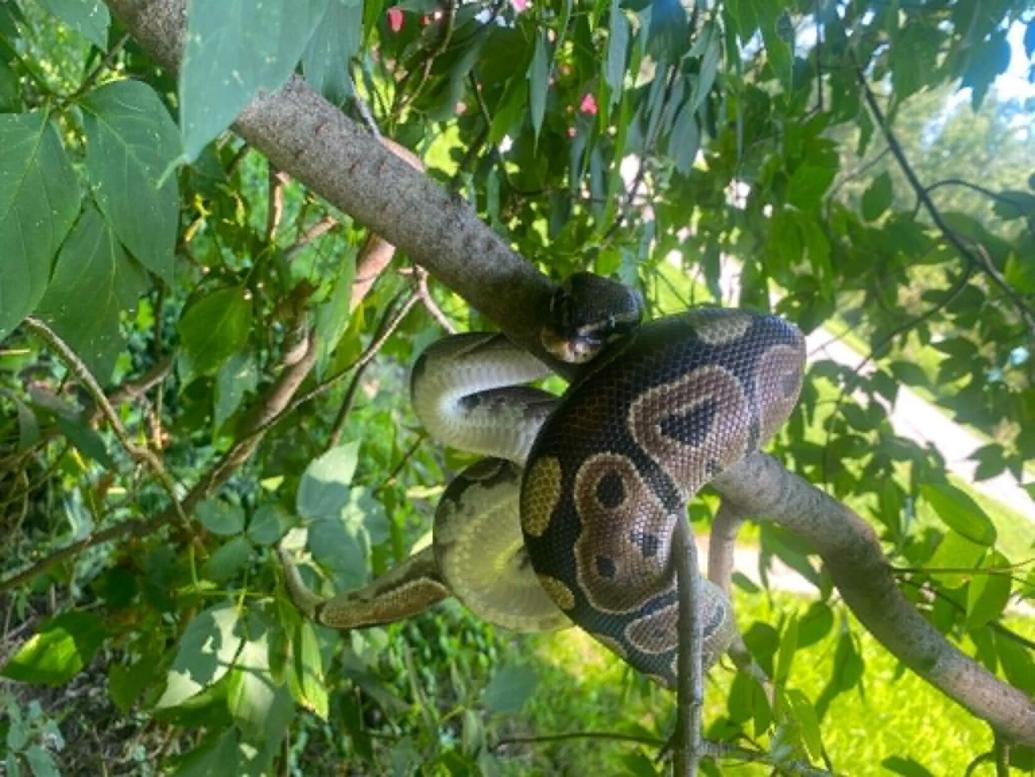Missing Ball Python in Orléans: $1,000 Reward for Snoop