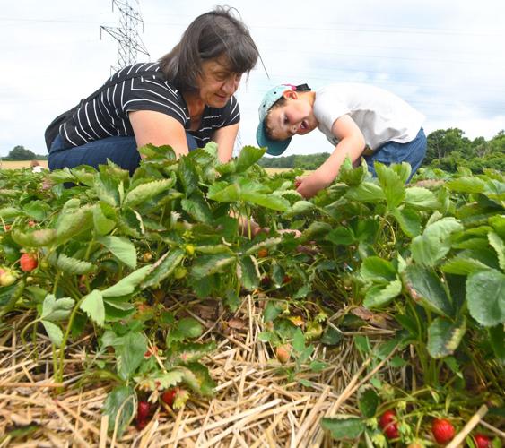 Ontario strawberry season 2026: When does picking start?