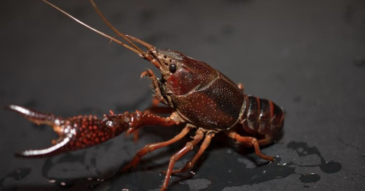 Invasive crayfish native to U.S. found in Ontario waters