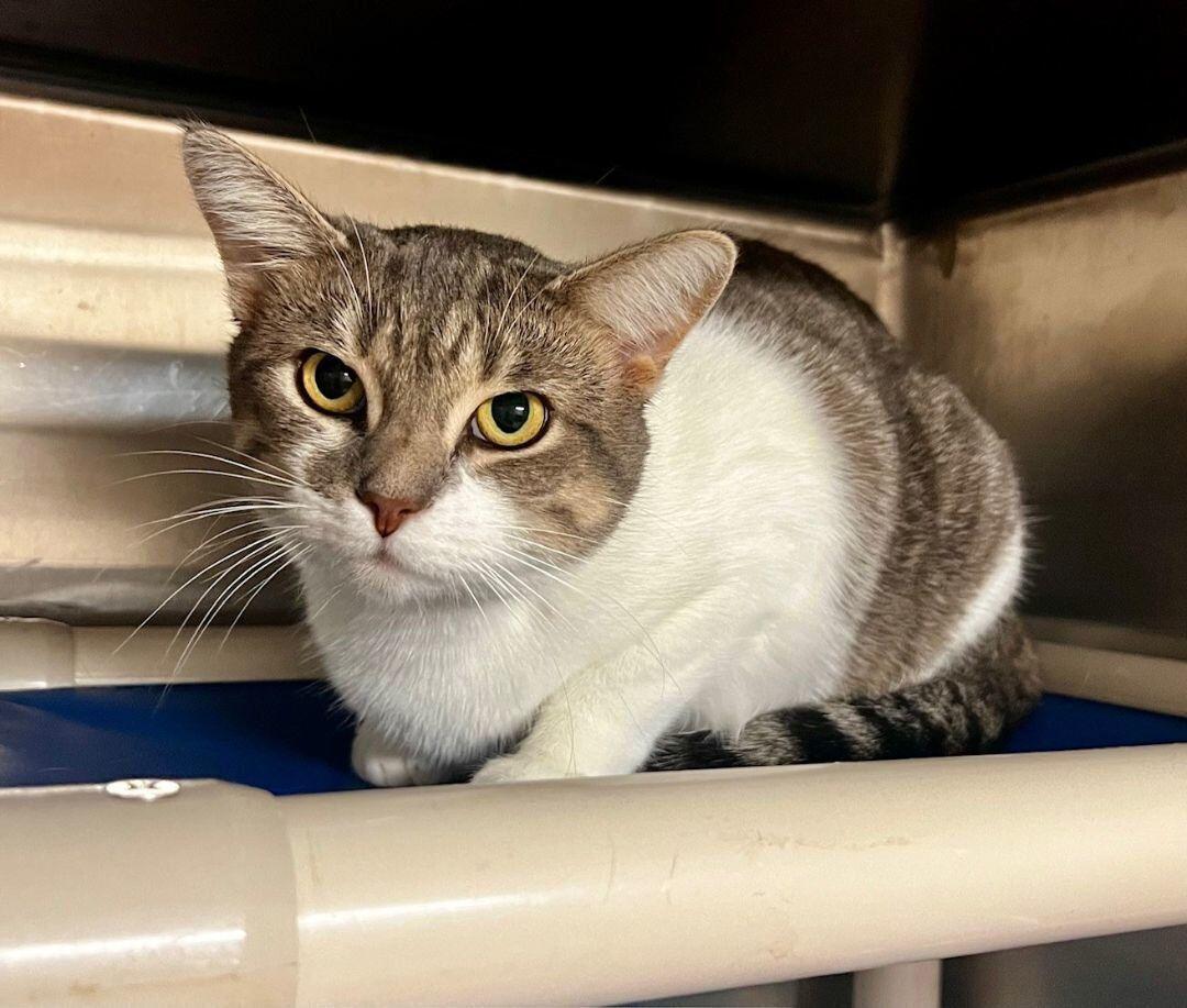 Burlington Animal Services hosts Summer Social on July 6