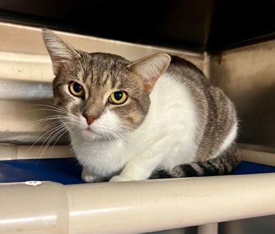 Burlington Animal Services hosts Summer Social on July 6