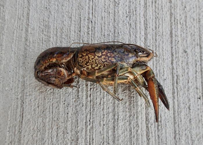 Burlington marbled crayfish control efforts continue
