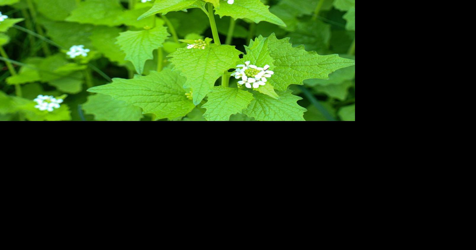 How Ontario residents can stop spreading invasive species