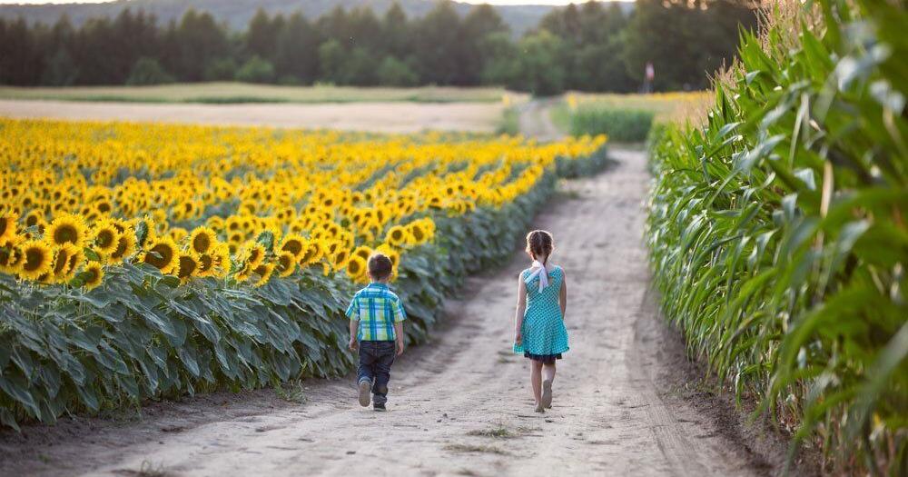 How to visit one of Ontario’s largest sunflower fields