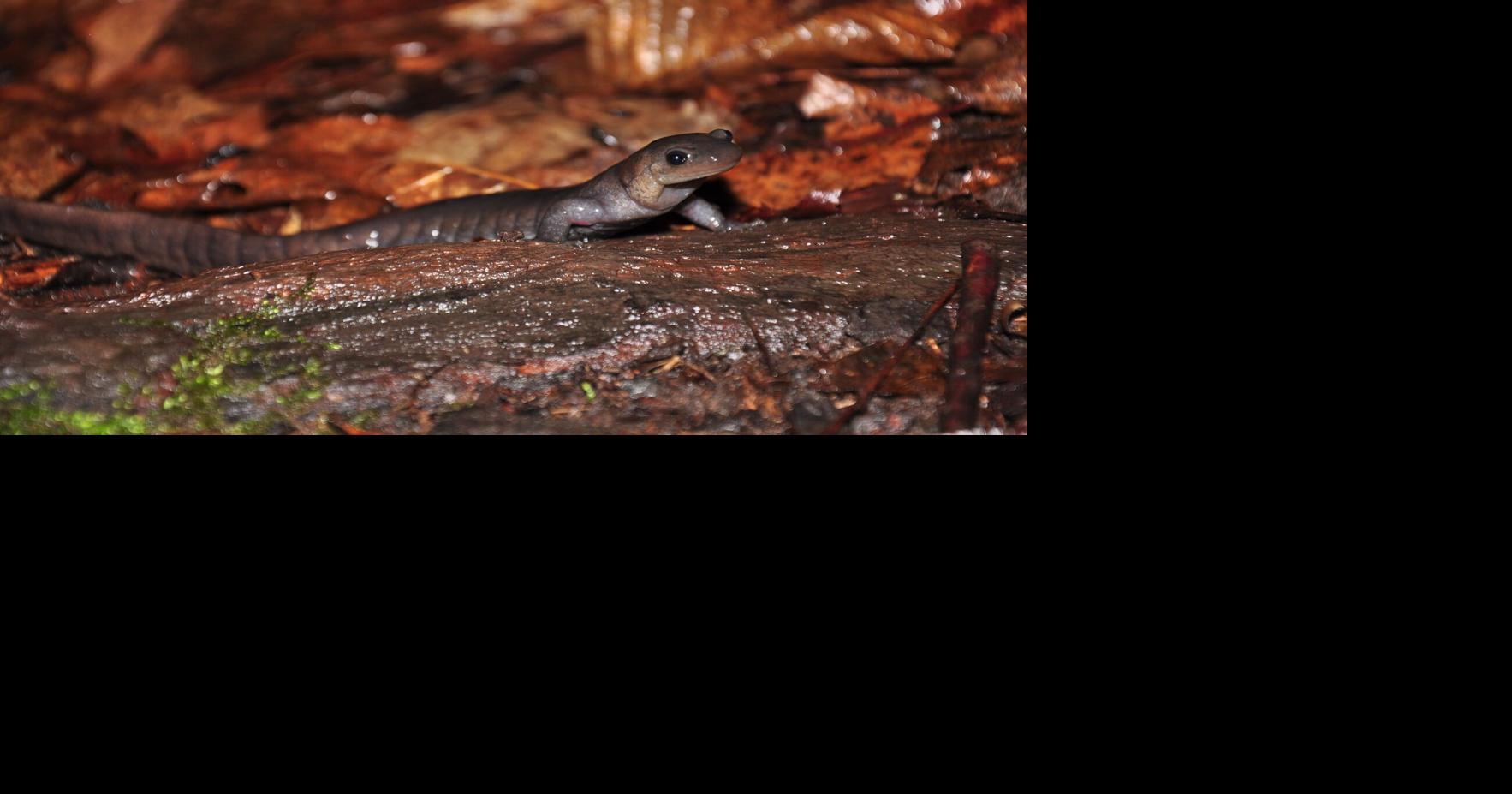 King Road in Burlington reopens following annual salamander migration